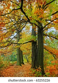 13,448 Oak tree reflection Images, Stock Photos & Vectors | Shutterstock