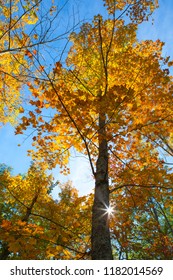 Fall Tree Sun Stock Photo 1182014569 | Shutterstock