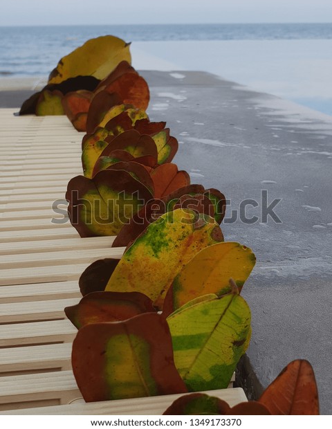 Fallen Blade Big Tree Stock Photo 1349173370 | Shutterstock