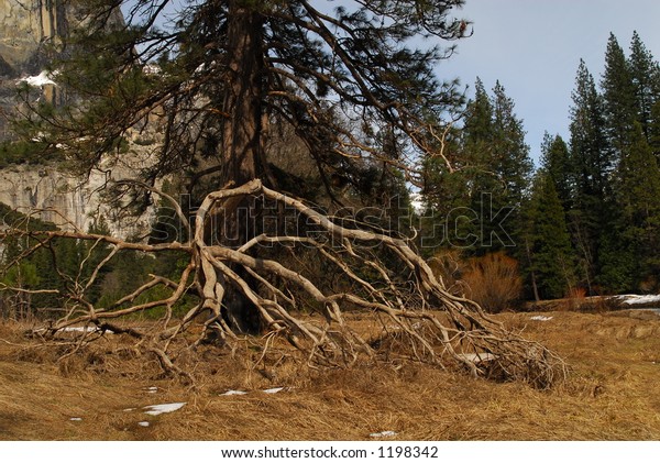 Fallen Dead Tree Branch Stock Photo 1198342 | Shutterstock