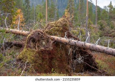 11,333 Trees fallen down Images, Stock Photos & Vectors | Shutterstock
