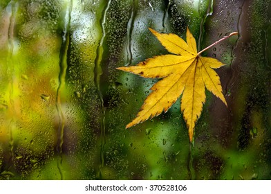 15,946 Autumn Storm Leaves Images, Stock Photos & Vectors | Shutterstock