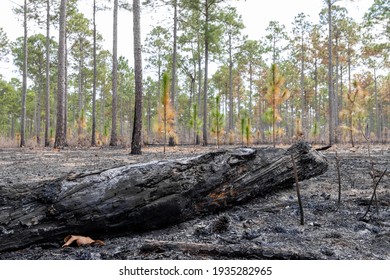 Fallen Log Old Tree Trunk That Stock Photo 1935282965 | Shutterstock