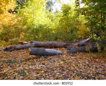 18,765 imágenes de Fallen logs - Imágenes, fotos y vectores de stock ...