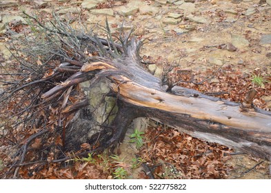 11,924 Fallen tree roots Images, Stock Photos & Vectors | Shutterstock