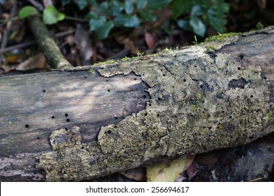 73,306 Fallen tree texture Images, Stock Photos & Vectors | Shutterstock