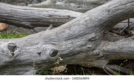 203 Bark less tree Images, Stock Photos & Vectors | Shutterstock