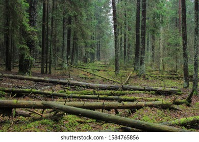 Fallen Tree Blocking Road Forest Stock Photo 1584765856 | Shutterstock