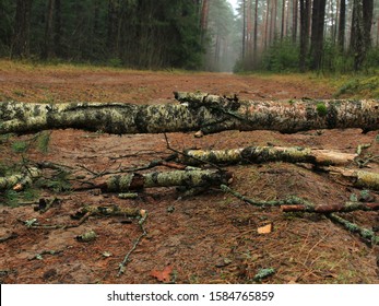 Fallen Tree Blocking Road Forest Stock Photo 1584765859 | Shutterstock