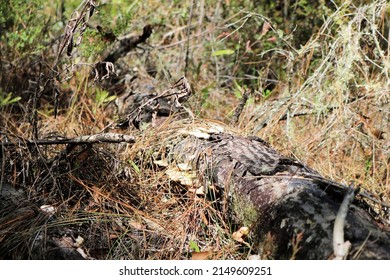 5,875 Jungle fallen tree Images, Stock Photos & Vectors | Shutterstock