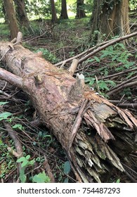 11,924 Fallen tree roots Images, Stock Photos & Vectors | Shutterstock