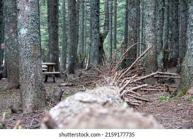 5,875 Jungle fallen tree Images, Stock Photos & Vectors | Shutterstock