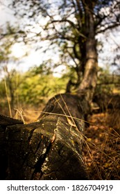 Fallen Tree Large Lying Log Stock Photo 1826704919 | Shutterstock