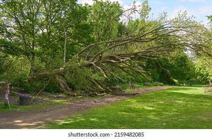 3,560 Weak tree Images, Stock Photos & Vectors | Shutterstock