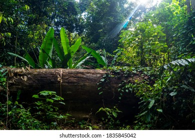 5,875 Jungle fallen tree Images, Stock Photos & Vectors | Shutterstock
