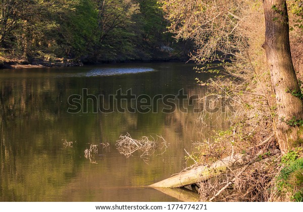 Fallen Tree River Trees Shrubs Around Stock Photo 1774774271 | Shutterstock