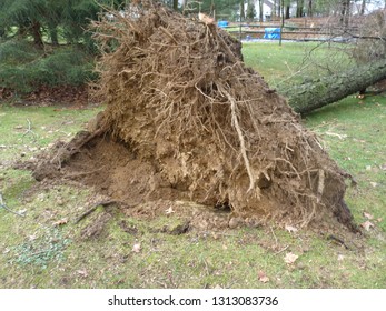 Tree with root ball : 1 457 images, photos et images vectorielles de ...