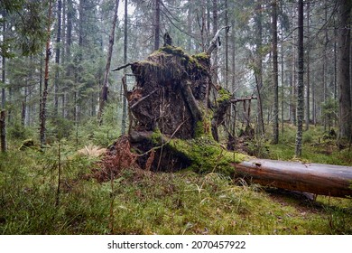 1,091 Torn down tree Images, Stock Photos & Vectors | Shutterstock