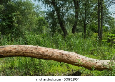15,059 Forest Log Fallen Images, Stock Photos & Vectors | Shutterstock
