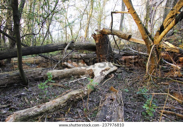 Fallen Trees Forest Stock Photo 237976810 | Shutterstock