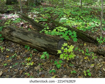 15,059 Forest Log Fallen Images, Stock Photos & Vectors | Shutterstock