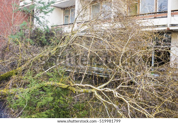 Fallen Willow Tree After Severe Storm Stock Photo 519981799 | Shutterstock