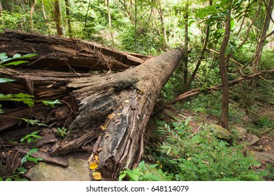 Falling Big Tree Stock Photo 648114079 | Shutterstock