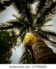 497 Falling coconut tree Stock Photos, Images & Photography | Shutterstock