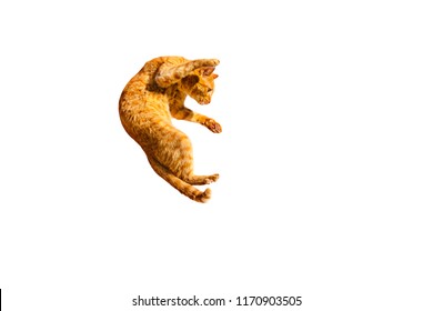 394 Cat falling down Images, Stock Photos & Vectors | Shutterstock