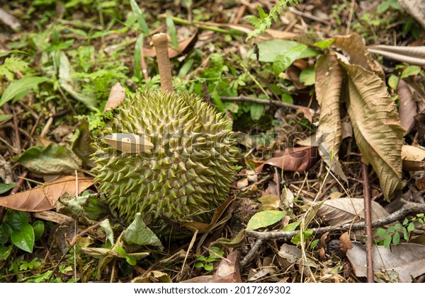 Falling Durian On Ground Stock Photo 2017269302 | Shutterstock