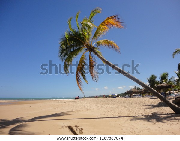Falling Palm Tree Stock Photo 1189889074 | Shutterstock