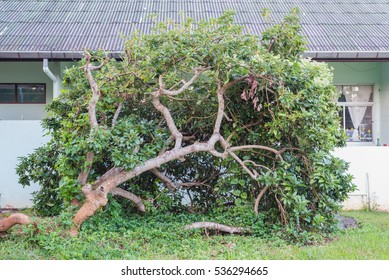 Falling Tree Stock Photo 536294665 | Shutterstock