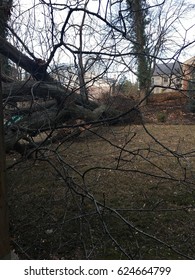 Falling Tree After Hit Storm Stock Photo 624664799 | Shutterstock
