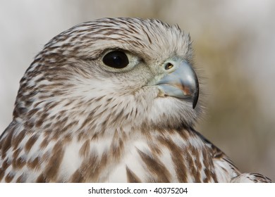 Falon Images, Stock Photos & Vectors | Shutterstock
