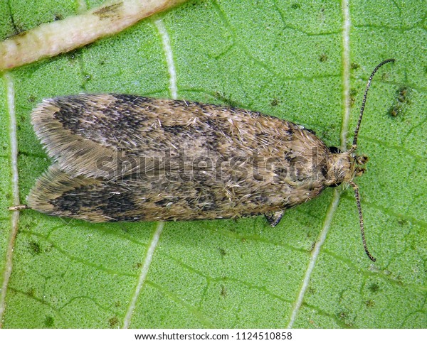False Codling Moth Thaumatotibia Leucotreta Dangerous Stock Photo (Edit ...