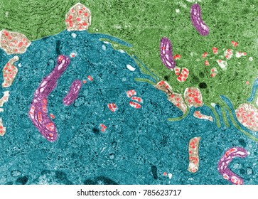 False Colour Electron Microscope Micrograph Showing Stock Photo ...