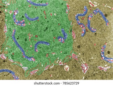 False Colour Electron Microscope Micrograph Showing Stock Photo ...