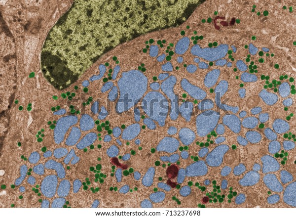 False Colour Tem Micrograph Gonadotropic Cell Stock Photo 713237698 ...