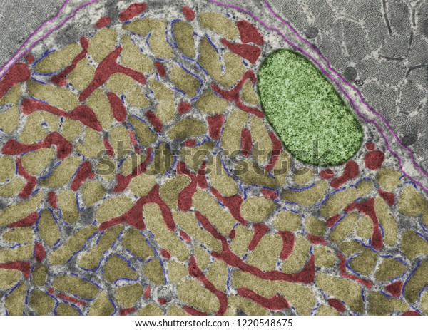 False Colour Tem Micrograph Showing Crosssectioned Stock Photo ...