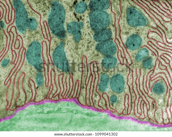 False Colour Transmission Electron Microscope Tem Stock Photo ...