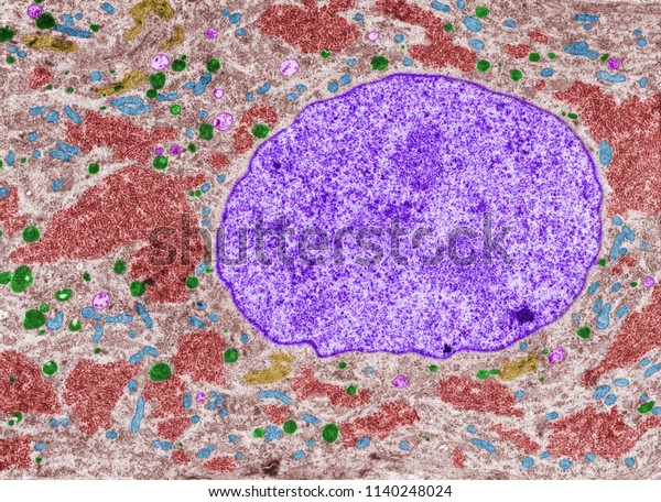 False Colour Transmission Electron Microscope Tem Stock Photo (Edit Now ...