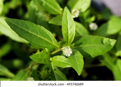 False daisy Images, Stock Photos & Vectors | Shutterstock