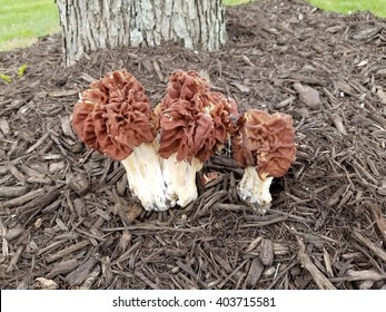 888 False morels Images, Stock Photos & Vectors | Shutterstock