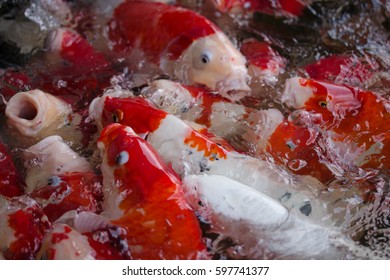 Fancy Carp Stock Photo 597741377 | Shutterstock