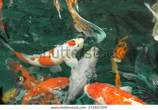 Fancy Carp Stock Photo 272607209 | Shutterstock