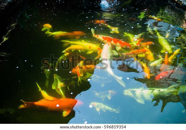 Fancy Carp Stock Photo 596819354 | Shutterstock