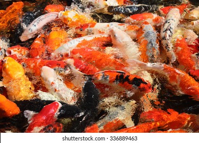 Fancy Carp Mirror Carp Stock Photo 336889463 | Shutterstock