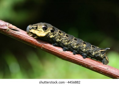 109 Fancy Caterpillar Images, Stock Photos & Vectors | Shutterstock
