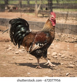Portrait Rooster Blade in Philippines Cockfighting Stock Photo ...