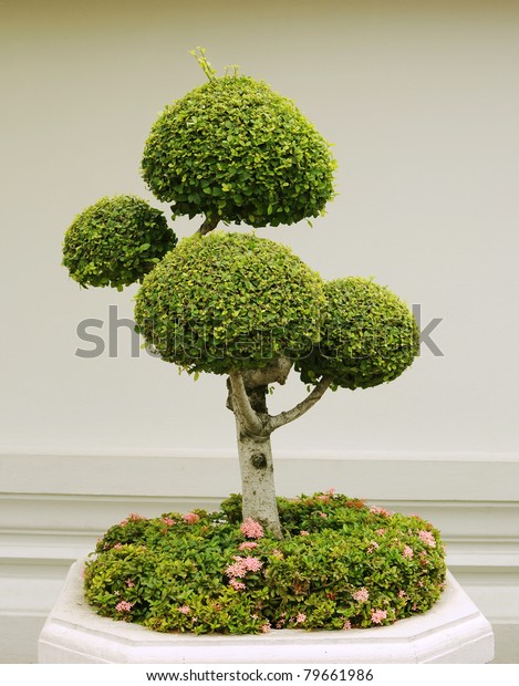 Fancy Shaped Decorative Tree Stock Photo (Edit Now) 79661986